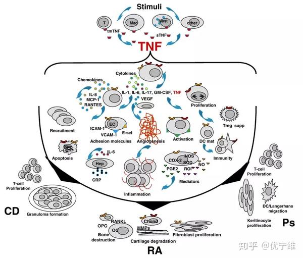 TNF-α：一个莫得感情的肿瘤杀手 - 知乎