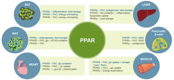 【AmBeed解析】探秘PPAR：细胞内的“千面”靶点 - 知乎
