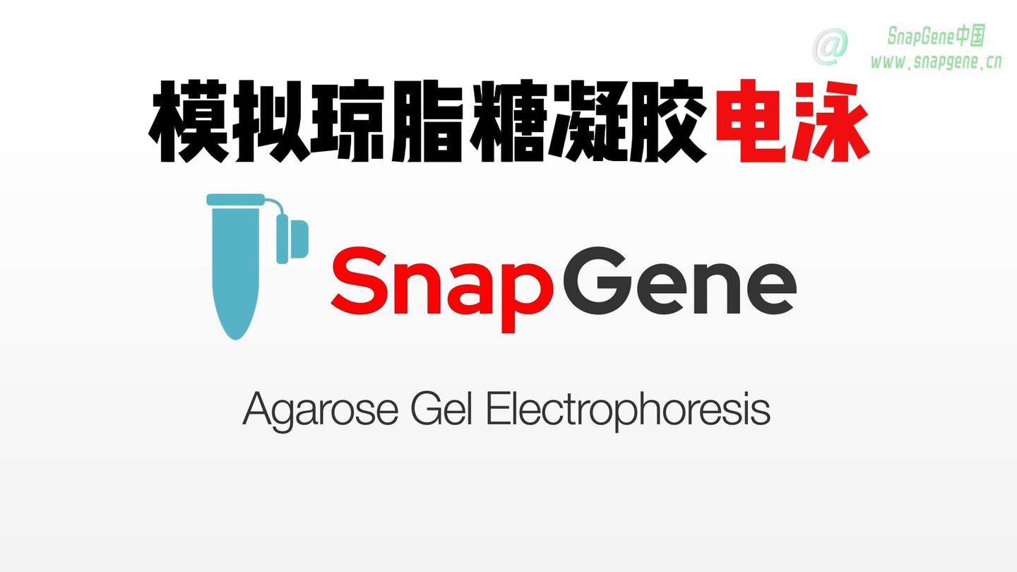 SnapGene 模拟琼脂糖凝胶电泳 - 知乎