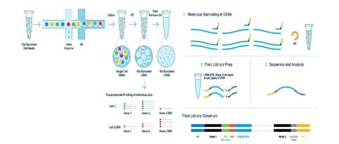 10X genomics单细胞转录组分析流程 - 知乎
