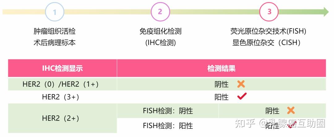 50%的乳腺癌患者都需要！首部HER2﻿低表达乳腺癌临床诊疗共识上线 - 知乎