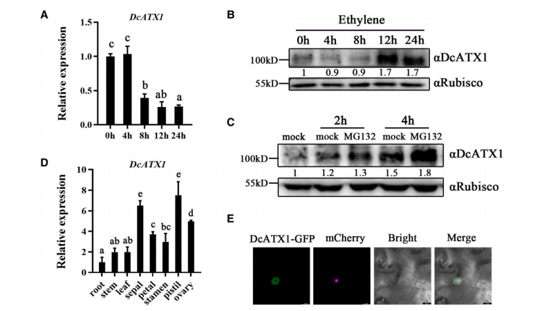 项目文章（ChIP-seq）|Plant Physiol组蛋白H3K4甲基转移酶DcATX1促进乙烯诱导康乃馨花瓣衰老 - 知乎