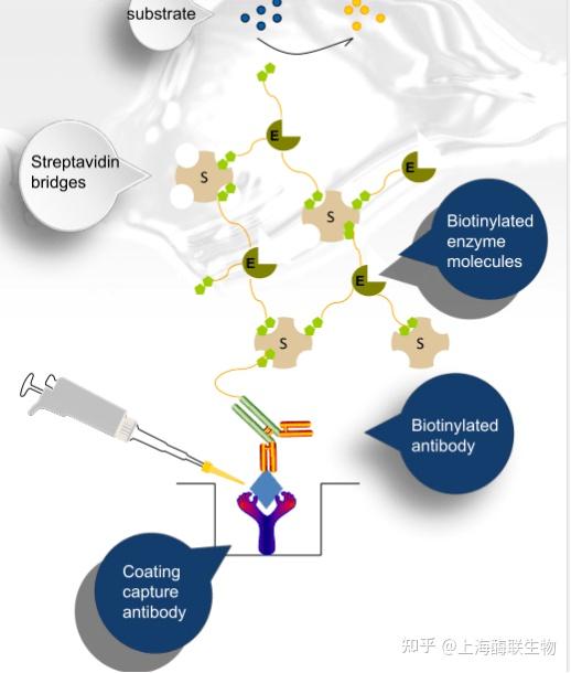 一文读懂酶联免疫吸附实验（ELISA） 丨超详细-酶联生物 - 知乎