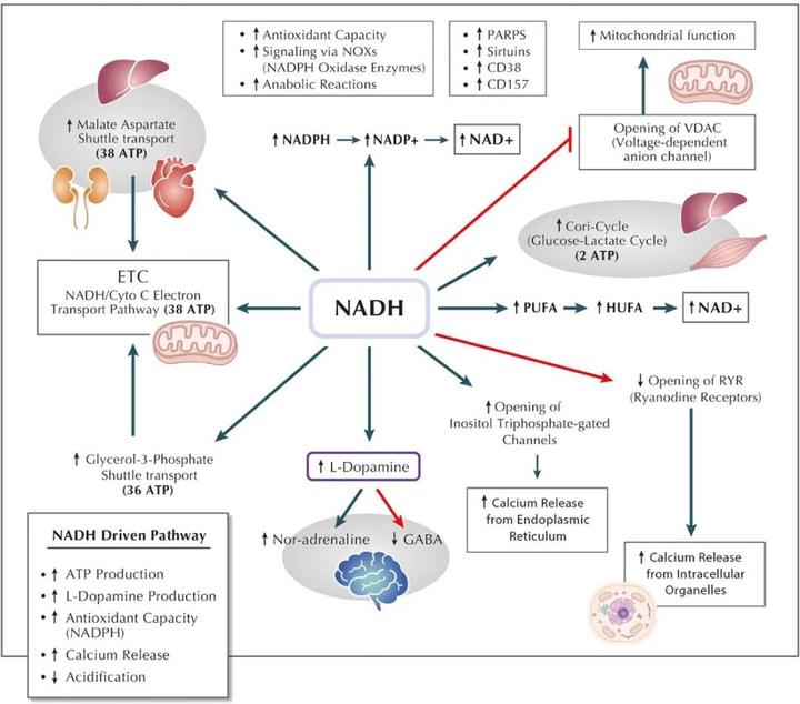 长达55页！关于NADH：这篇新文献综述说透了，值得收藏！ - 知乎