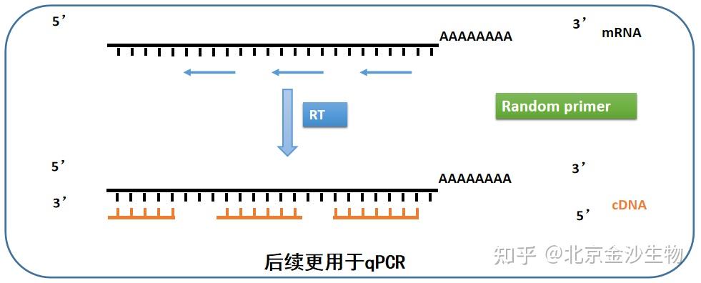 小知识 | 了解逆转录，获得高质量cDNA（四） - 知乎