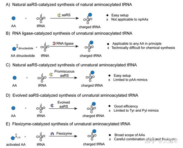 PeptiDream-mRNA展示（2） - 知乎