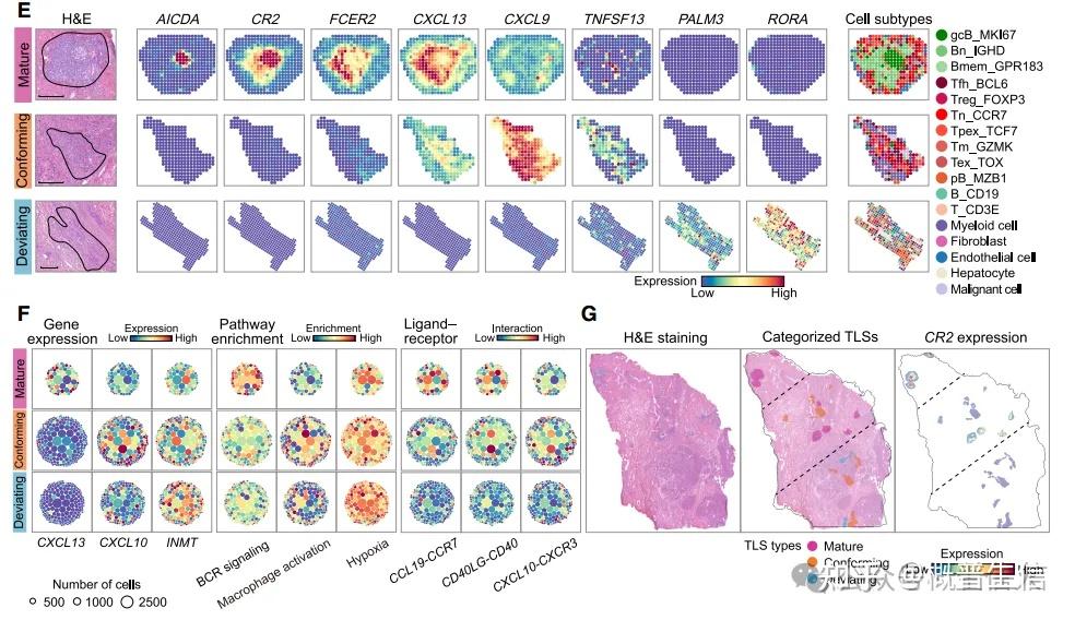 Cancer Cell最新TLS分析策略全解析 - 知乎