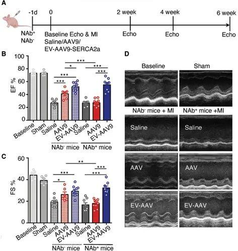 AAV递送新途径：当细胞外囊泡遇到AAV - 知乎