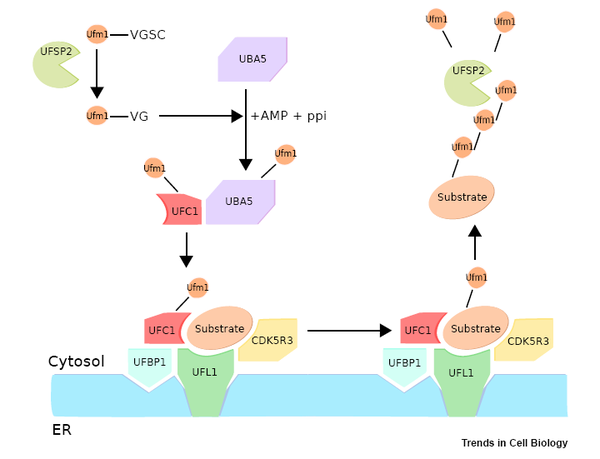NCB | UFMylation修饰在维持p53肿瘤抑制功能上的重要性 - 知乎