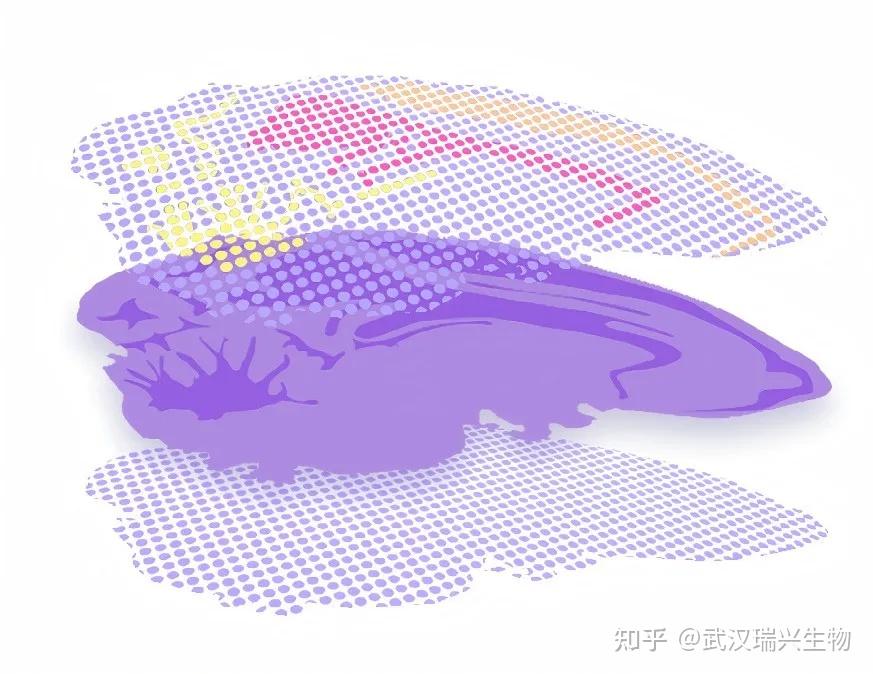 华大时空转录组Stereo-seq | 精准定位基因表达的"细胞宇宙地图" - 知乎