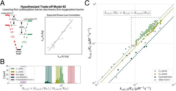 聊聊RuBisCO - 知乎