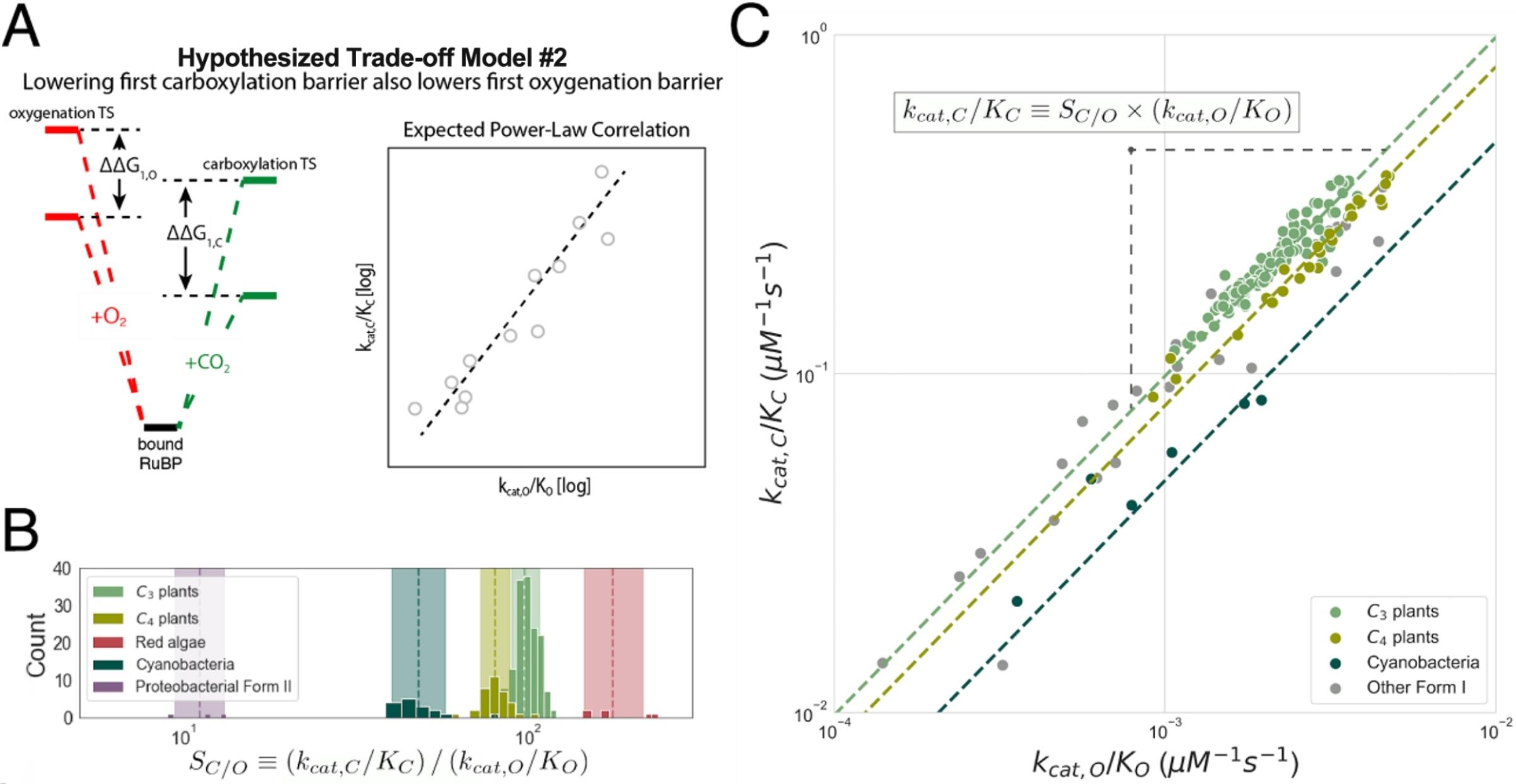 聊聊RuBisCO - 知乎