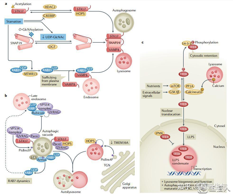 实验没思路？90+高分综述带你全面了解自噬小体 - 知乎