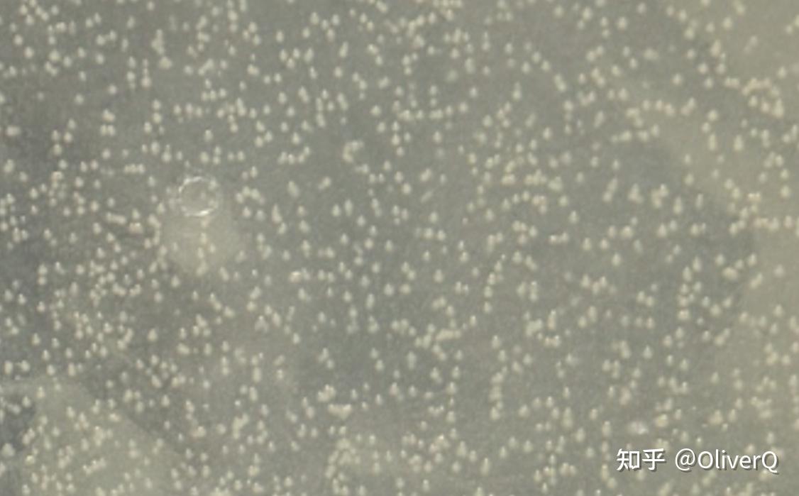 Learning To Count Everything | FamNet 解读 - 知乎