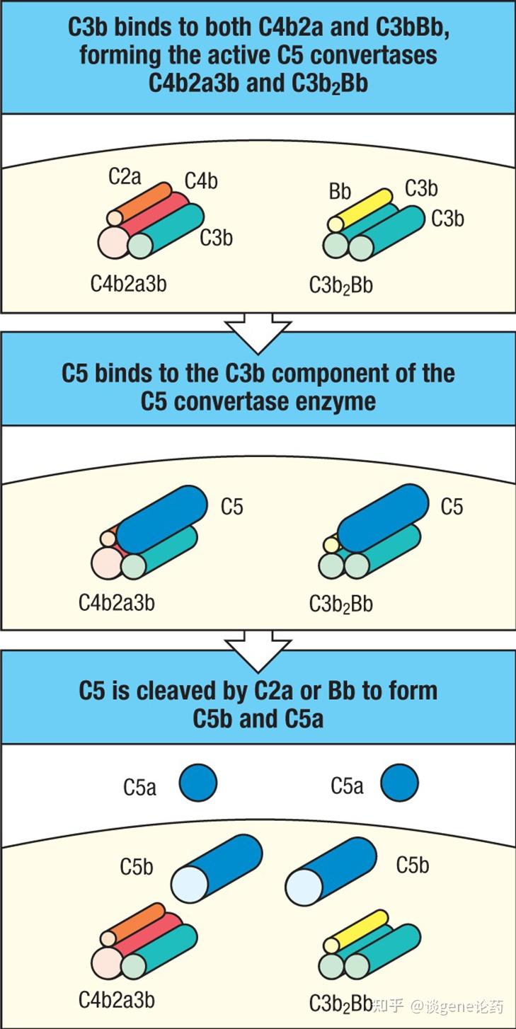 补体系统与固有免疫（六） - 知乎