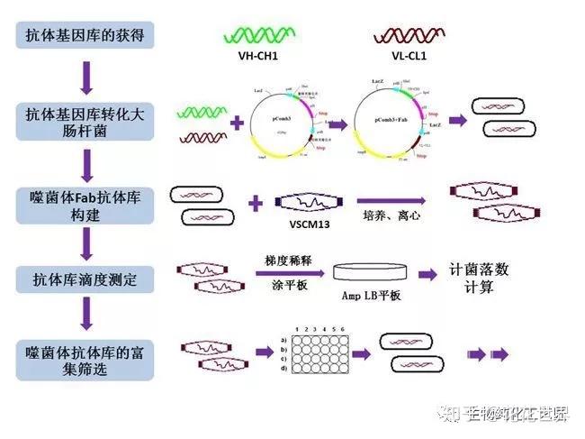 Single-Chain Fragment Variable (ScFv) - 知乎