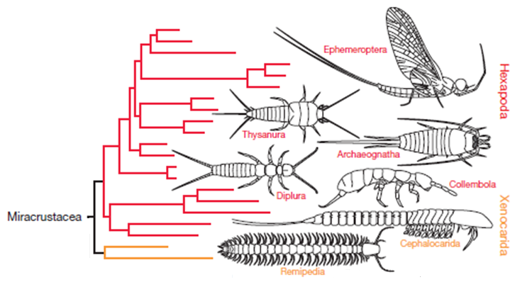 【地球演义】聊聊节肢动物的分类 - 知乎