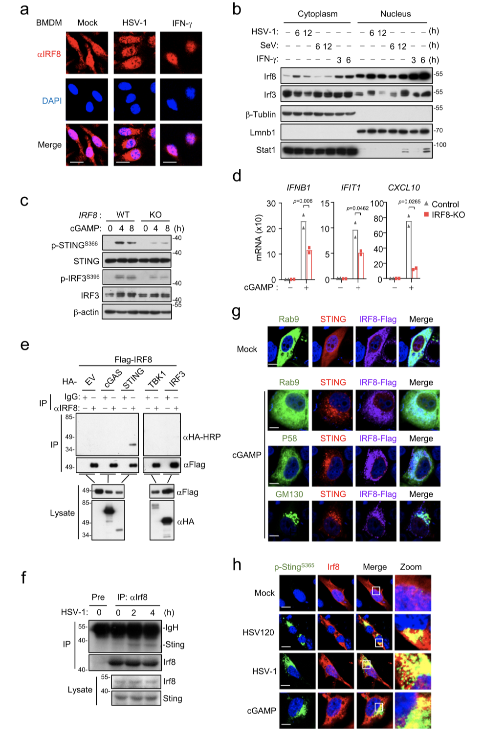 Nature Communications丨IRF8在单核细胞中对STING激活和先天免疫反应的转录非独立调节 - 知乎