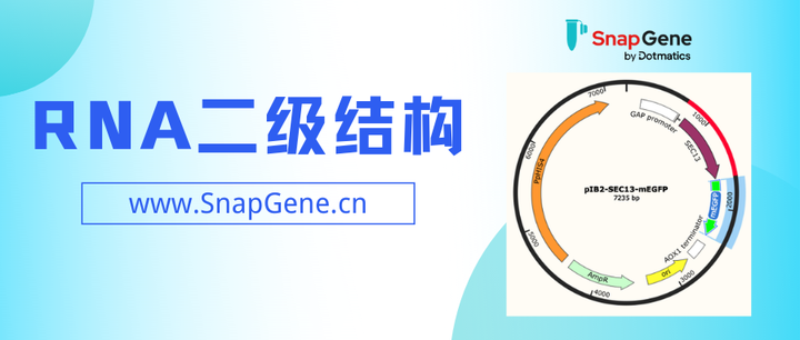 SnapGene V6.1 全新功能 — RNA二级结构 - 知乎