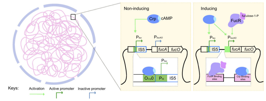 大肠杆菌中IS5激活fucAO操纵子的转录机制 - 知乎