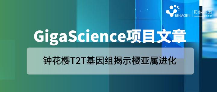 GigaScience项目文章｜钟花樱T2T基因组揭示樱亚属进化 - 知乎
