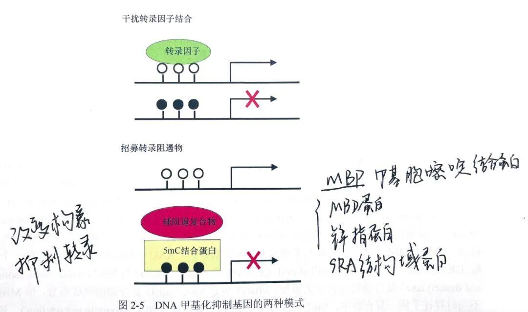 表观遗传 | DNA甲基化读书笔记 - 知乎