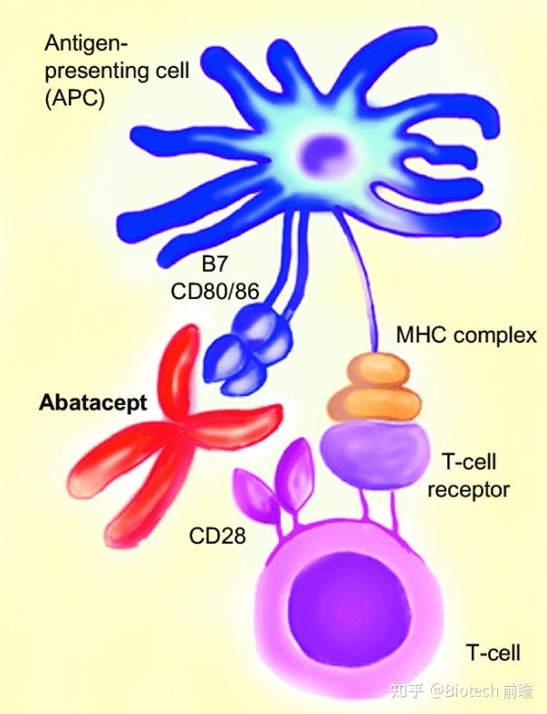 CTLA-4之后，PD-1激动剂布局自免，汇总市场前景及可能 - 知乎
