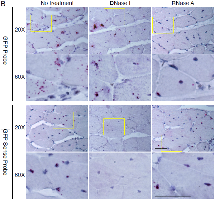 RNAscope 在基因治疗 AAV 载体相关检测中的应用（上） - 知乎