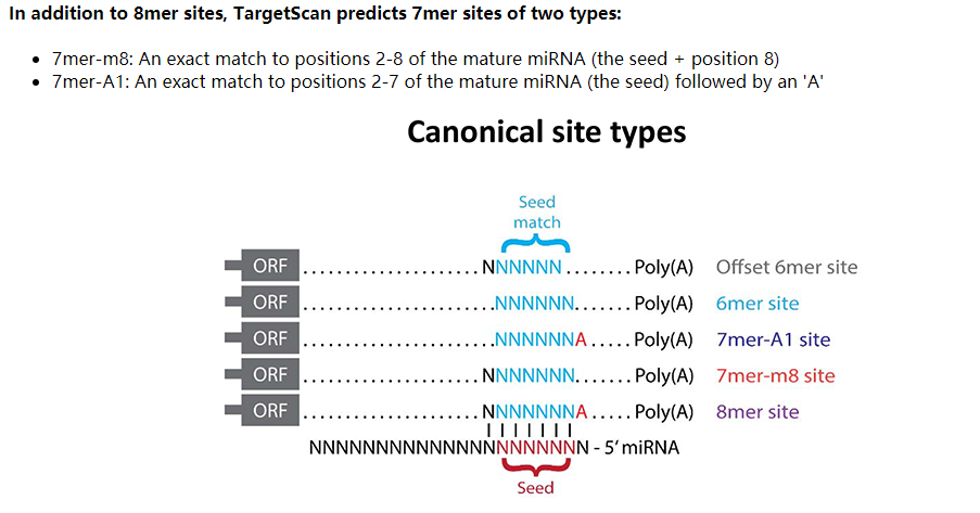 TargetScan：miRNA靶基因数据库 - 知乎