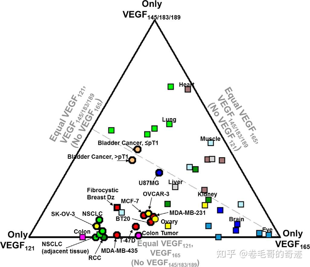 VEGF-VEFGR通路 - 知乎