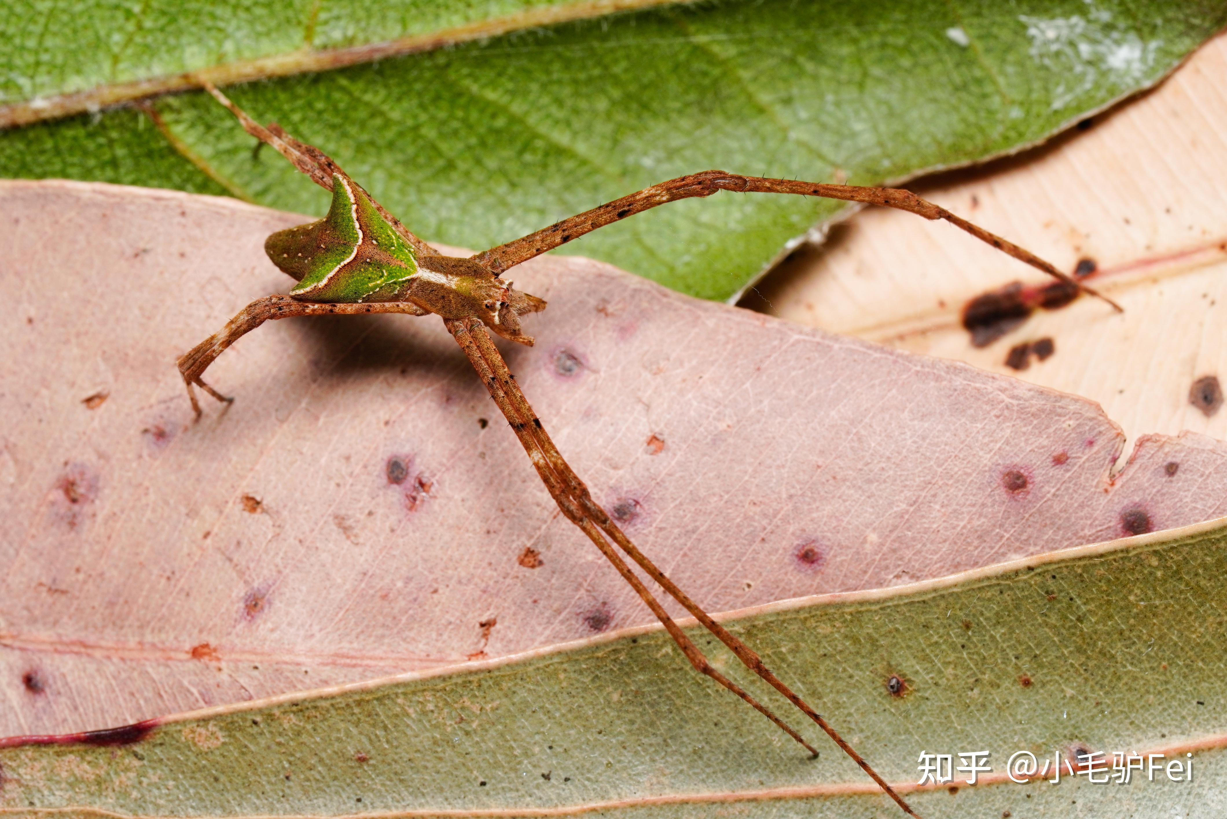 澳大利亚都有哪些蜘蛛？ - 知乎