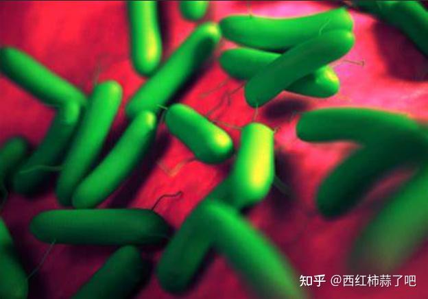 为什么某些细菌会呈现出绿色的颜色？ 知乎