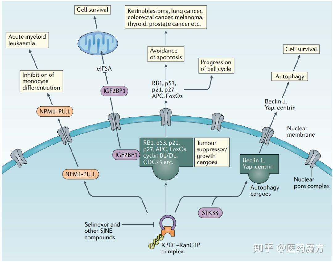 抗癌靶点XPO1「图鉴」 - 知乎