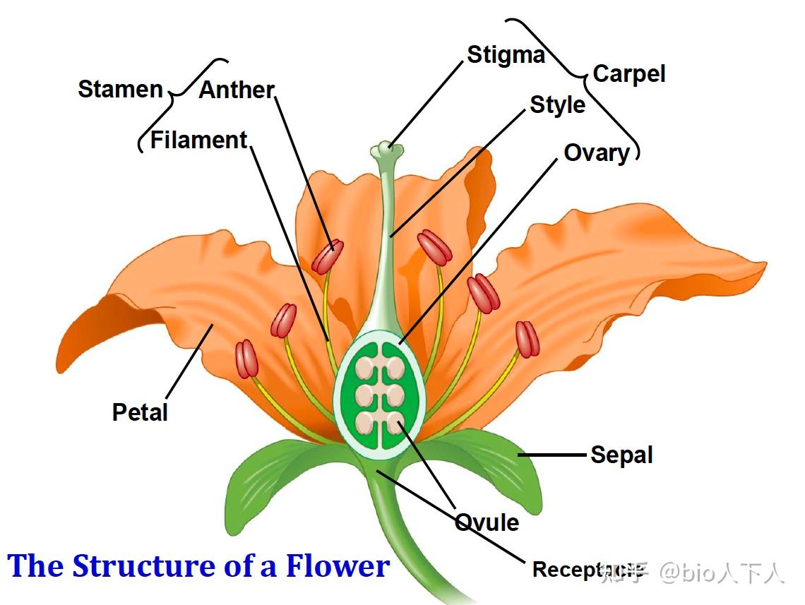 生物科学·双语笔记（生物多样性·植物） - 知乎