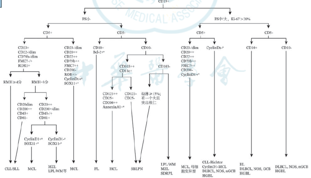 迷雾中的“套索”：一例非典型套细胞淋巴瘤的破局诊断 - 知乎