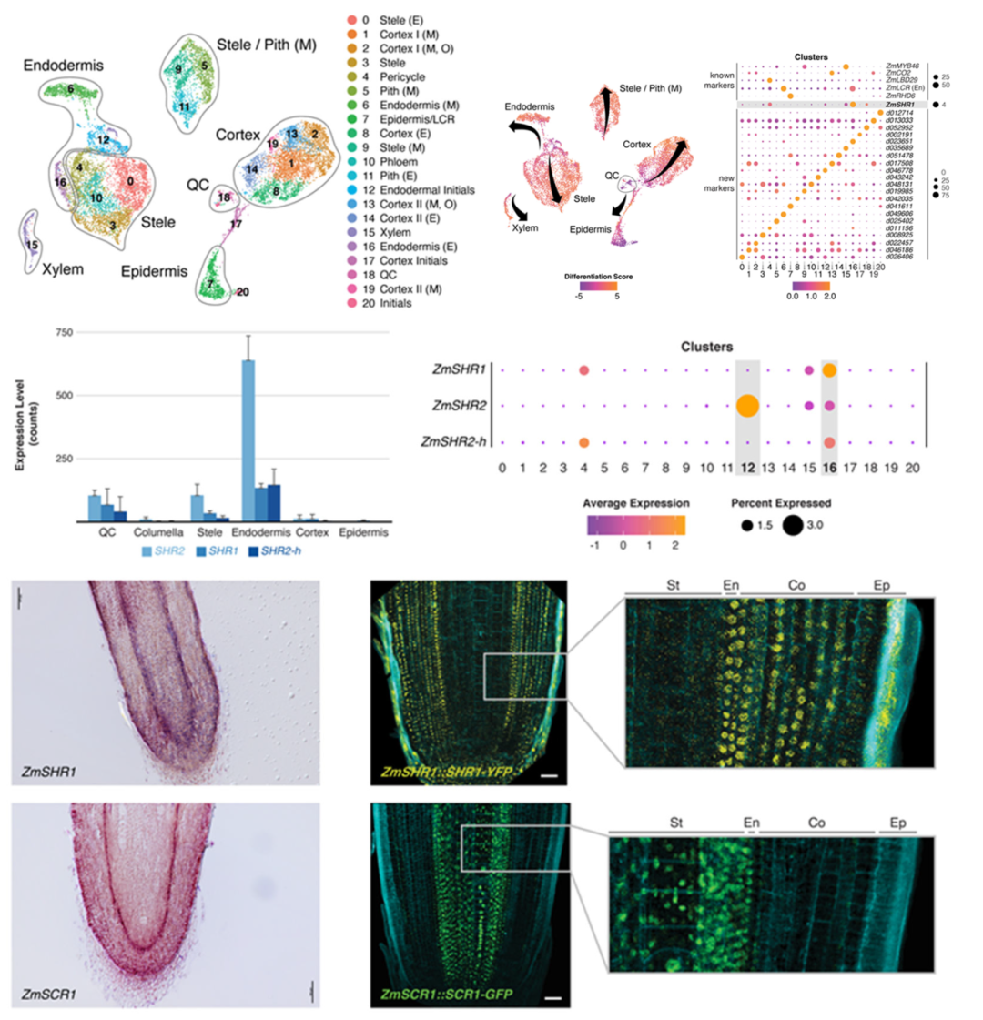 植物单细胞研究进展—玉米（Zea mays）篇！ - 知乎