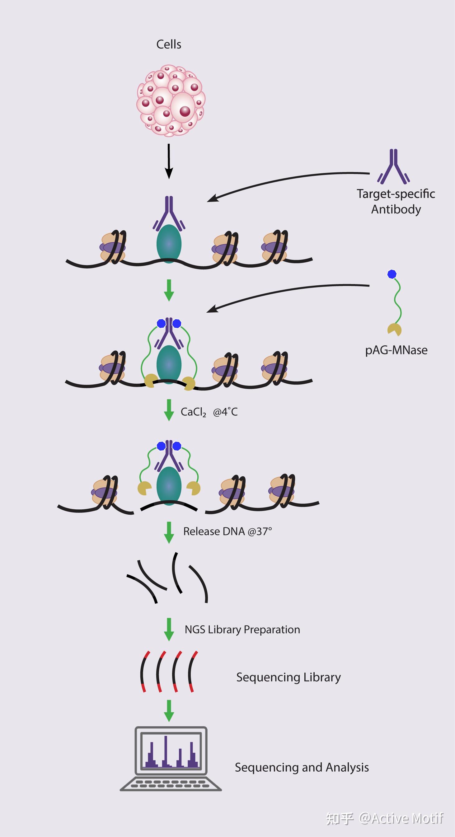 CUT&RUN实验结果不理想？看这一篇就够了！ - 知乎