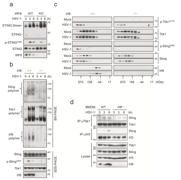 Nature Communications丨IRF8在单核细胞中对STING激活和先天免疫反应的转录非独立调节 - 知乎