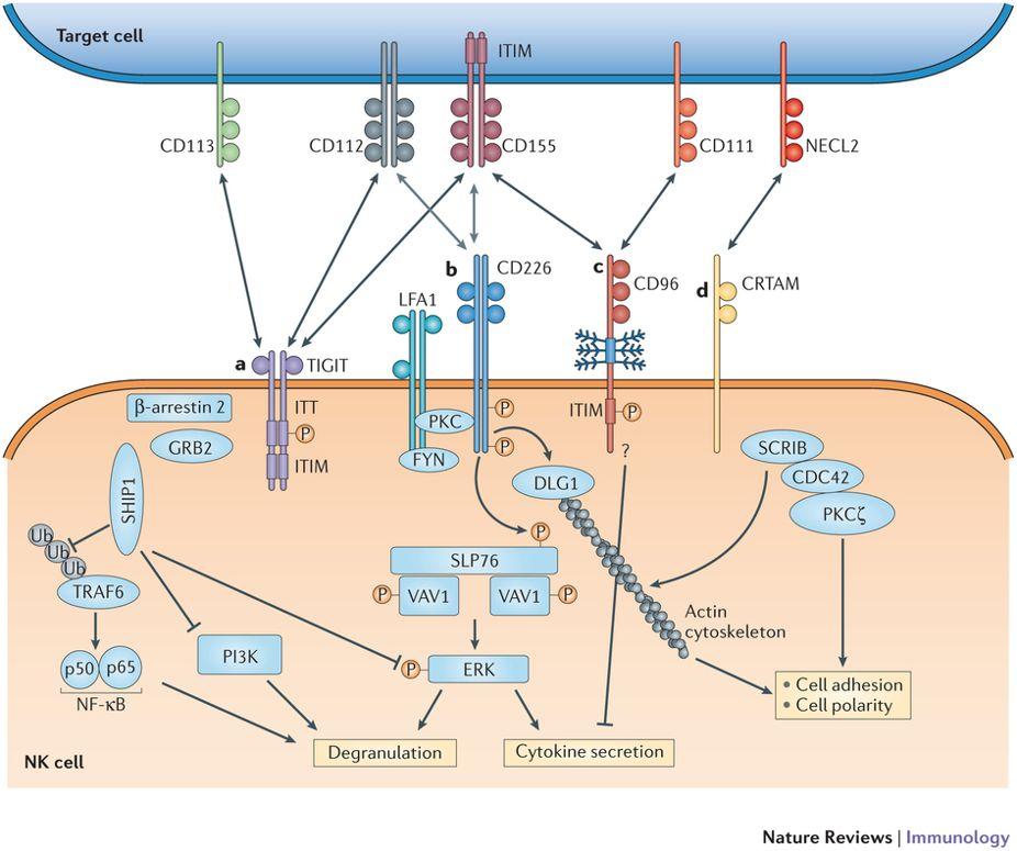 TIGIT---未来抗癌神药的热门靶点 - 知乎