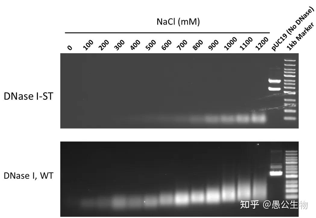 耐盐DNase I-ST——高效去除IVT产物中的DNA - 知乎