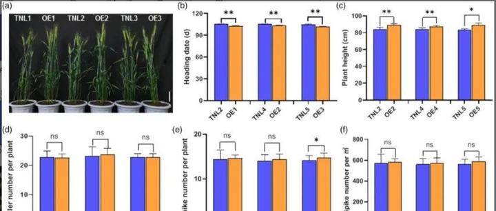 【Plant Biotech J】转录因子Glu-1的高效蛋白质组鉴定：小麦TaB3-2A1功能验证的案例 - 知乎