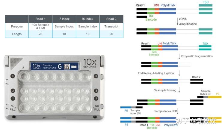 单细胞小白课堂 | 10x Genomics单细胞转录组测序入门指南 - 知乎