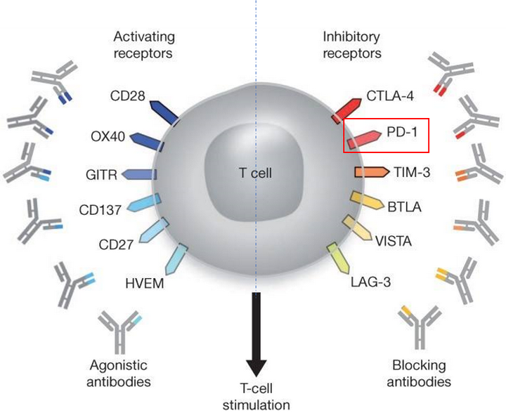 PD-1 related - 知乎