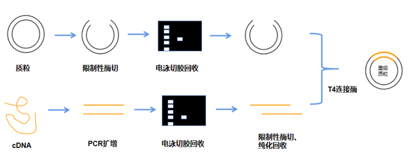 分子克隆part1:载体构建系列之 酶切酶连” 知乎