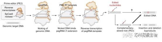 基因编辑的新工具—Prime Editing - 知乎