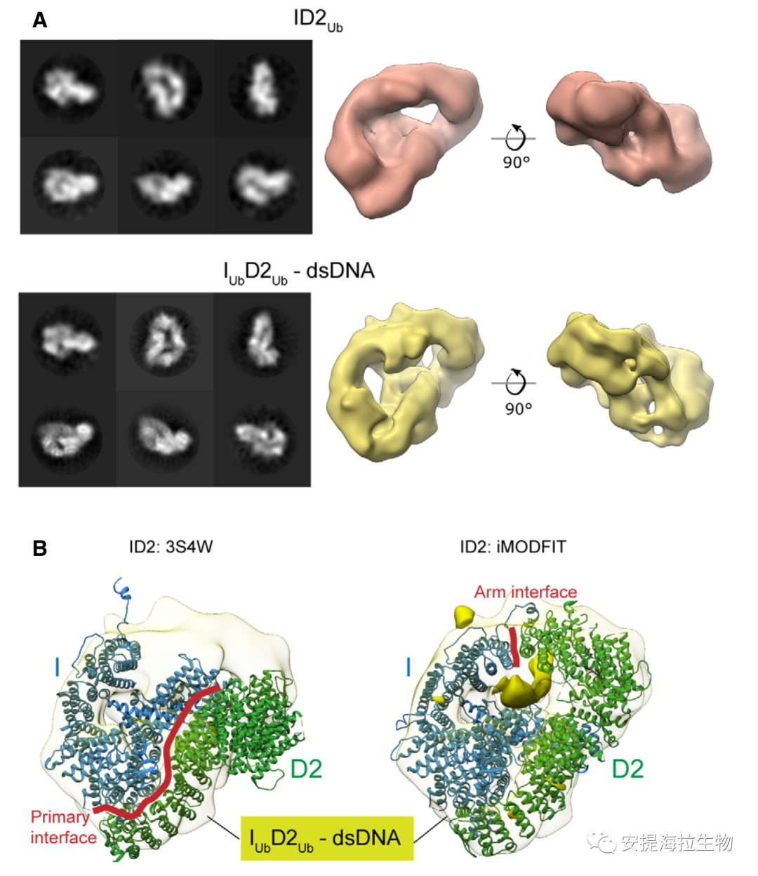 FANCI和FANCD2不同的泛素化功能使ID2-DNA稳定结合 - 知乎