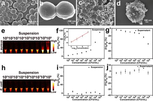 恒光讲堂｜NaGdF4纳米探针：用于靶向细菌的NIR-II光声成像 - 知乎