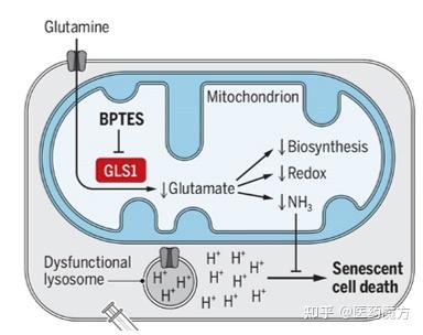 Science报道抗衰老突破疗法！GLS1抑制剂可高效清除衰老细胞，缓解NASH等疾病症状 - 知乎