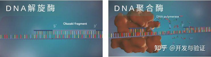 科普 | DNA如何进行复制？ - 知乎