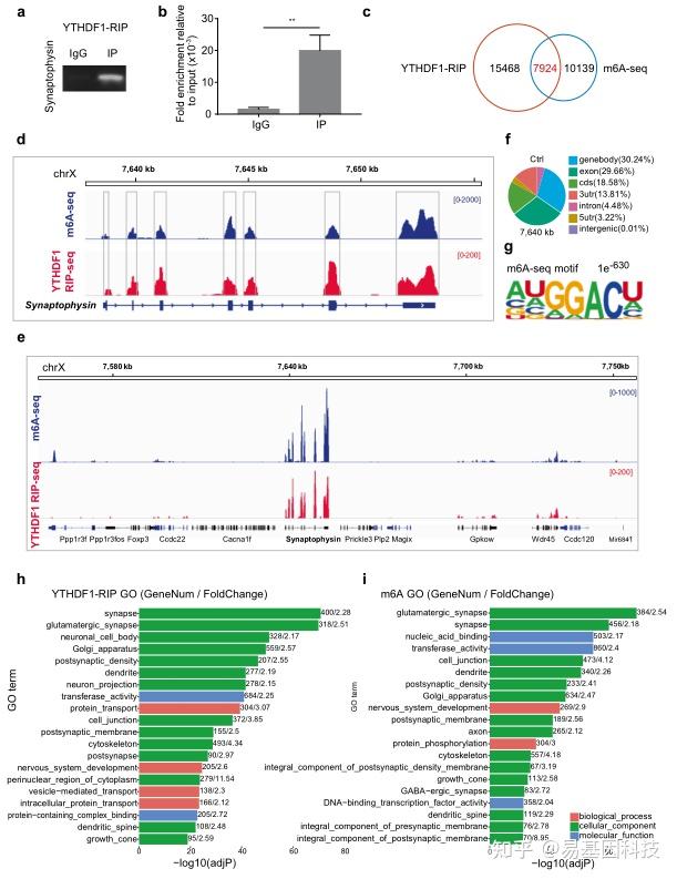 甲基化RNA免疫共沉淀(MeRIP-seq/m6A-seq)信息分析流程 - 知乎